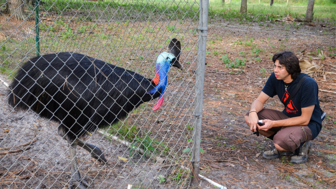 The Cassowary’s Impact on the Rainforest | New York Tech